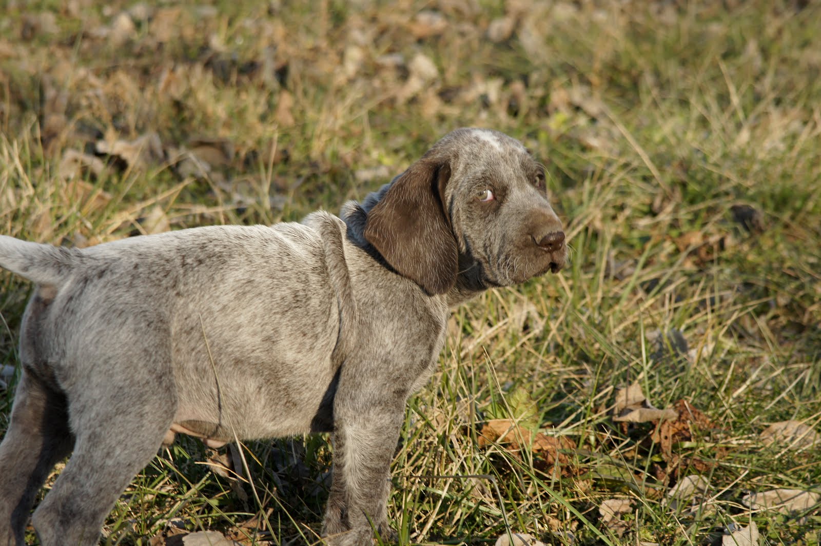 -Perdigueros de Burgos Novella Alta- : cachorros Perdiguero de Burgos