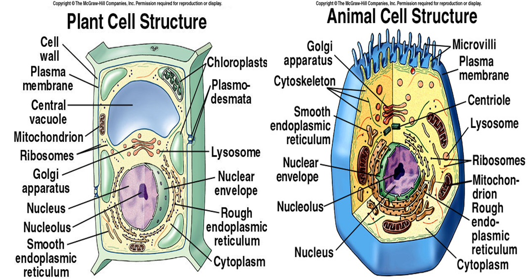 IT'S EASY: Materi Biologi (sel)