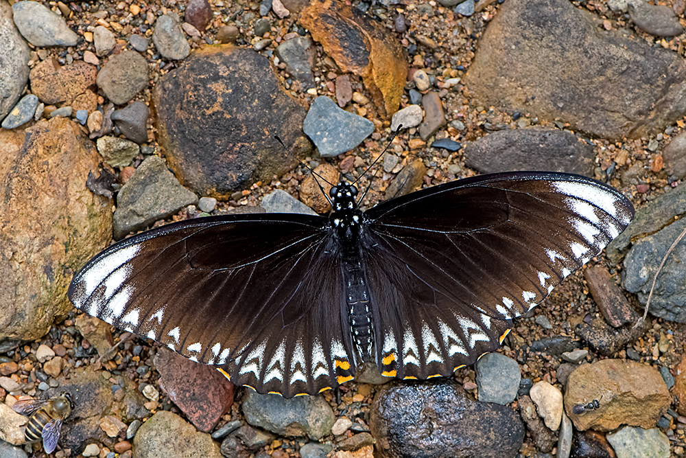 Papilio clytia DATASHEET | BugsAlive