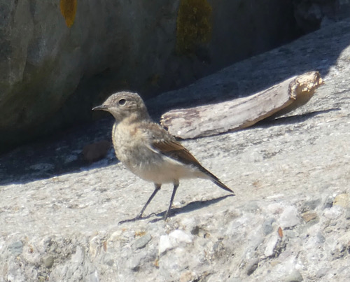 Heysham Bird Observatory: First Wheatear of..........Autumn!