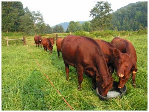 Generalidades de la Ganadería Bovina.: Red Poll