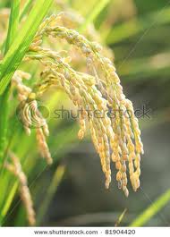 Cây lúa thế giới: Lịch sử phát triển giống lúa biến đổi gen