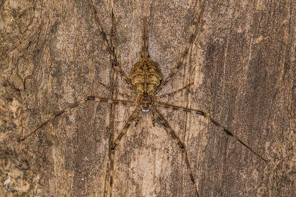 Spiders of Southern India: Spiders