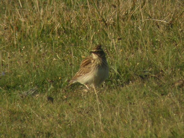 birding never sleeps: Isabelline Wheatear dip (16 October 2011)