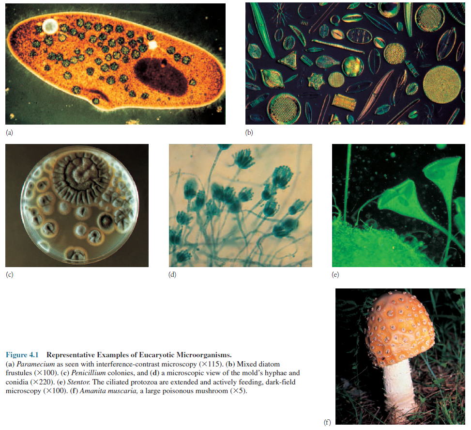 Microbiology Notes: Eucaryotic Cell Structure and Function