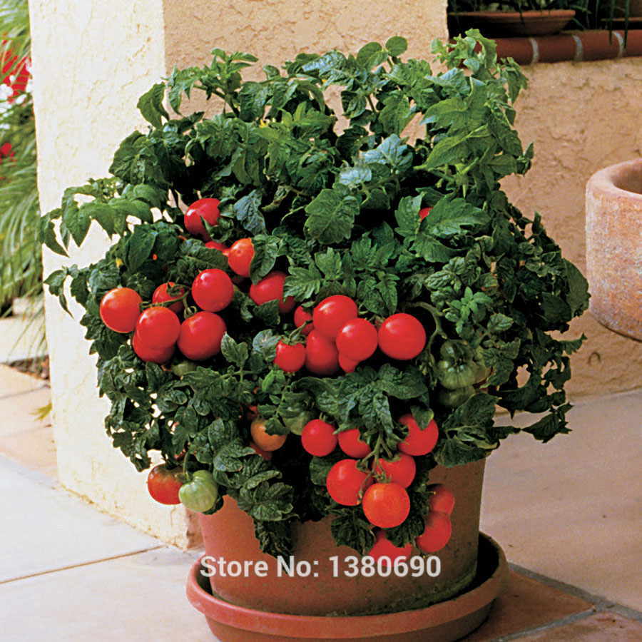 Quiltlady's Gardens: Recipe for Miss Pauletta's Perfect Tomato Food