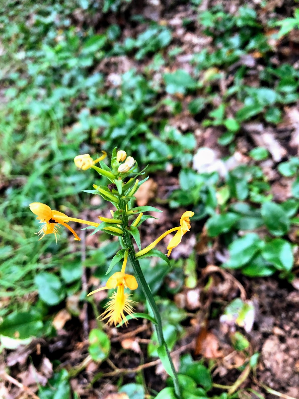 900 miles: Kanati Fork - Thomas Divide Trails