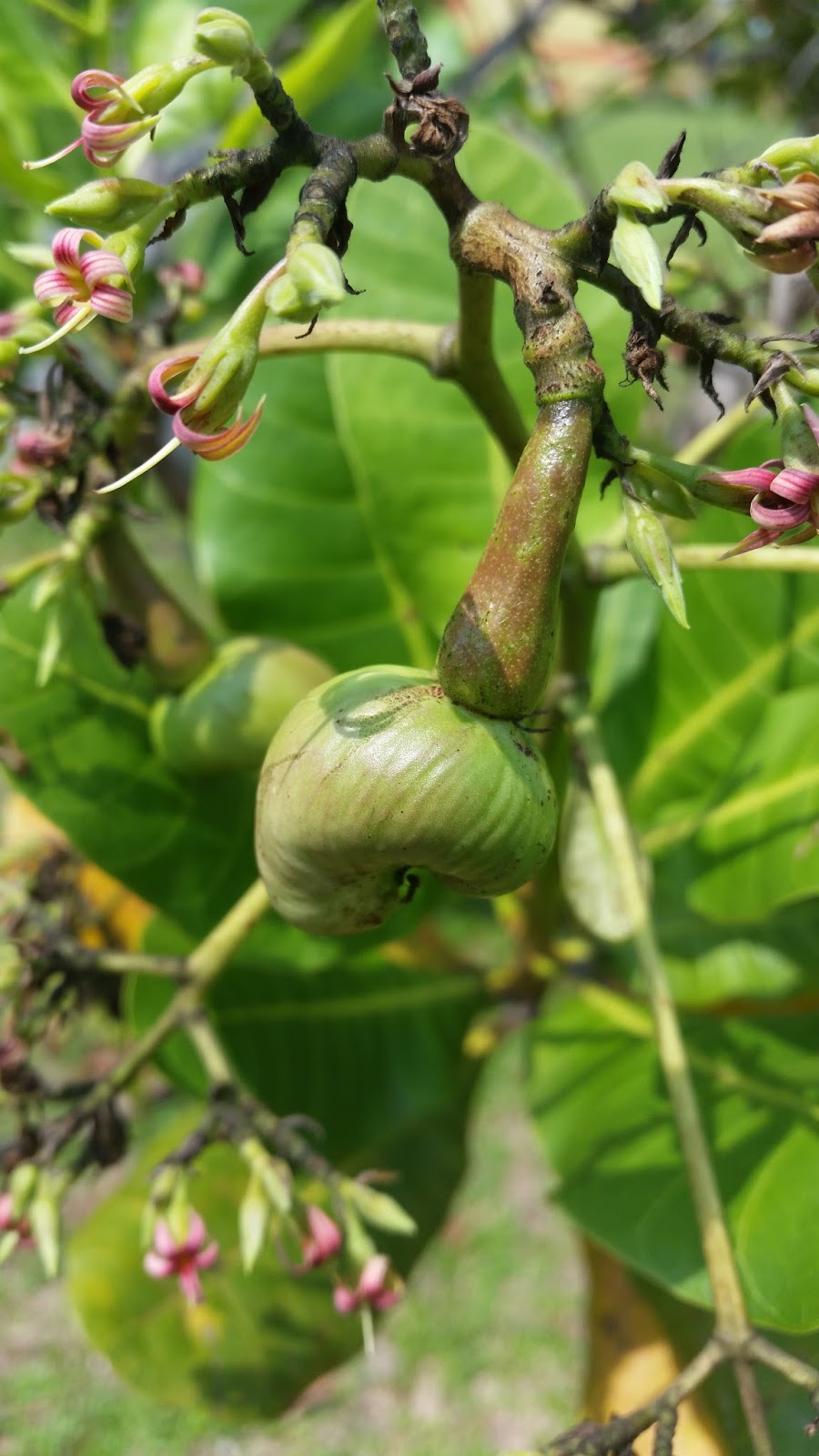 Warisan Petani: Pokok Jambu Gajus