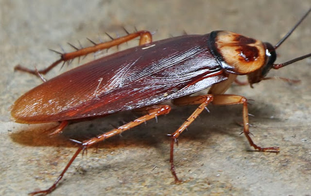 Why cockroach blood is white?