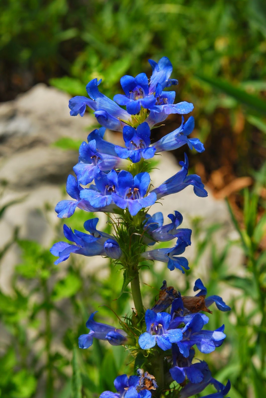 Wildflowers of the Wasatch Mountains and Bear River Range: Key to Penstemon