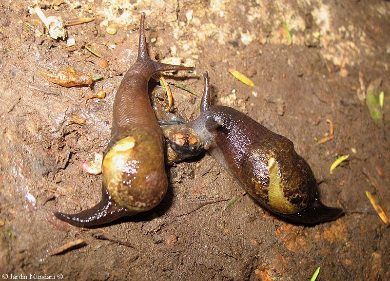 Future is written in green: The Slug-Snail and Hymenophyllum ...