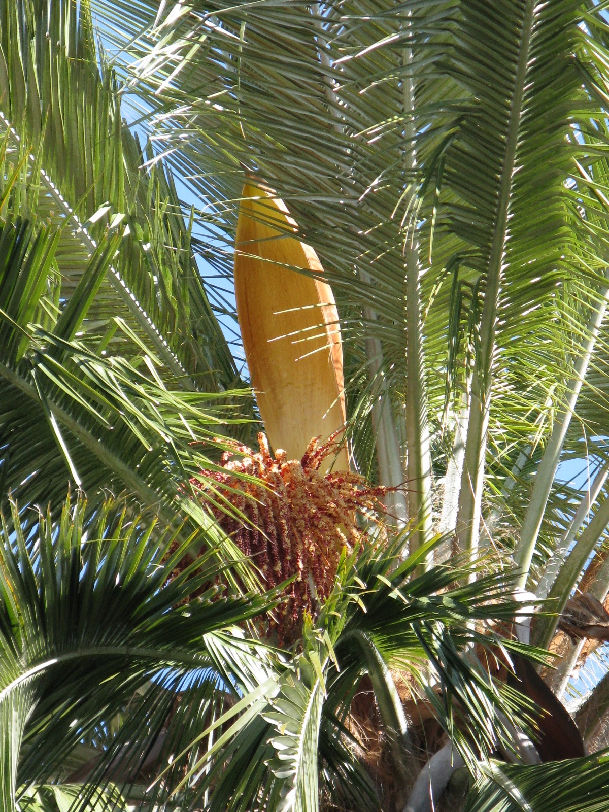Trees of Santa Cruz County: Jubaea chilensis