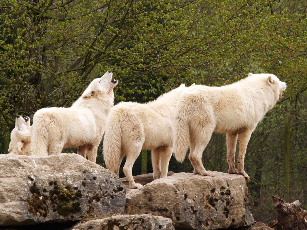 Albino Wolves : r/pics