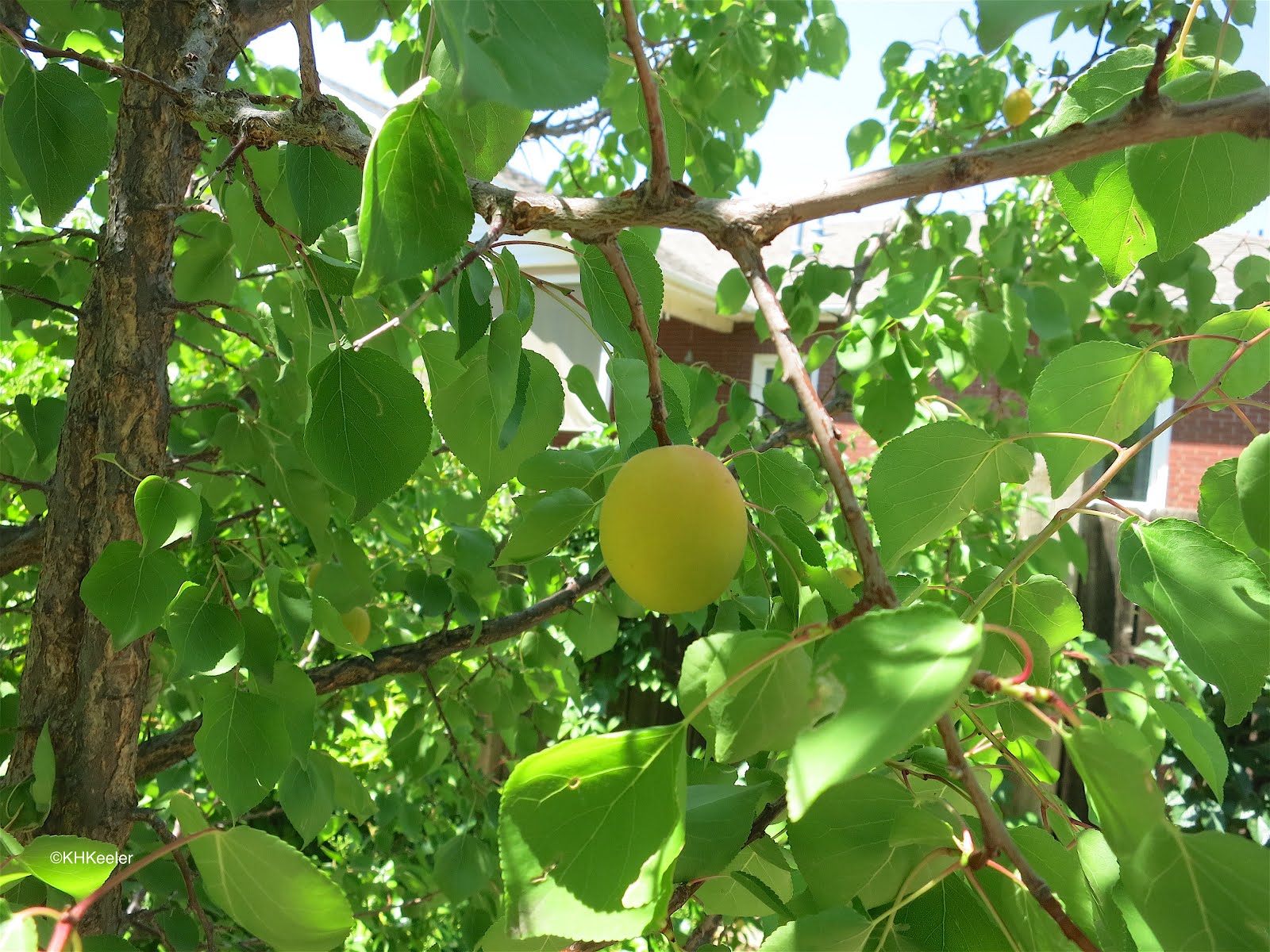 A Wandering Botanist: Plant Story--Apricot Folklore