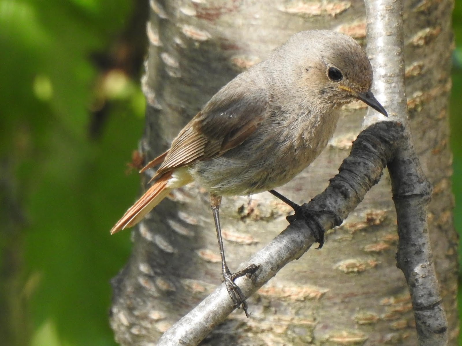 PASARI DIN ROMANIA: CODROS DE MUNTE (1), Phoenicurus ochruros