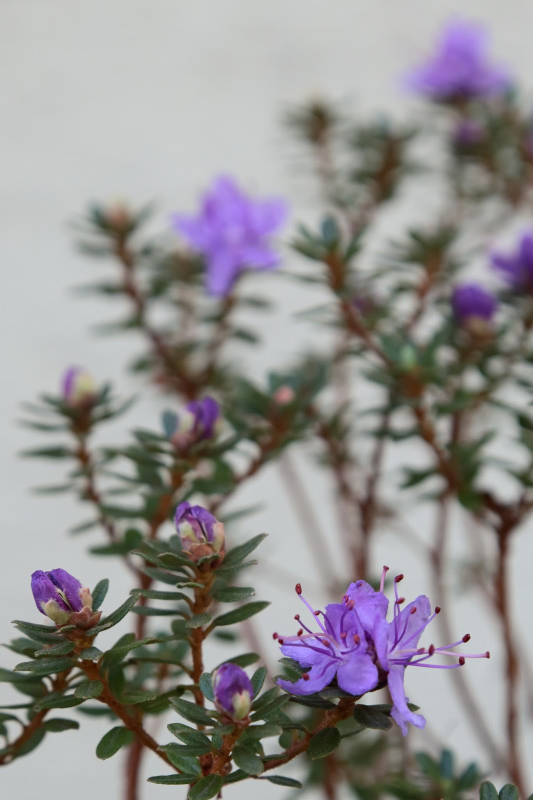 my gardening archive: dwarf purple rhododendron