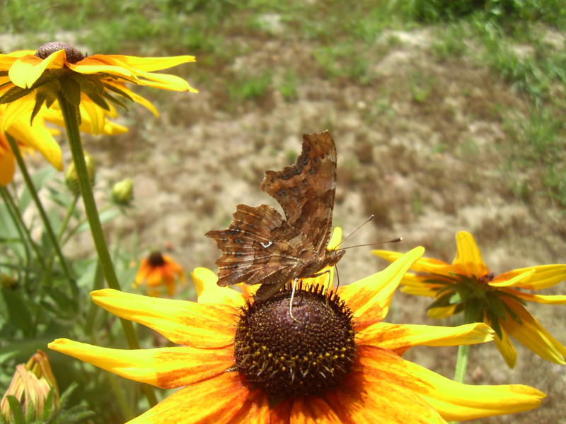 Slavic Garden - Słowiański Ogród: Back to the past: July insects ...