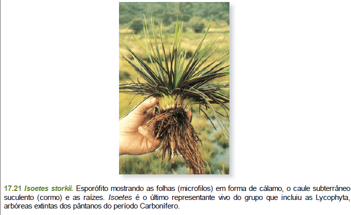 PTHERIDÓFITAS: Filo Lycopodiophyta