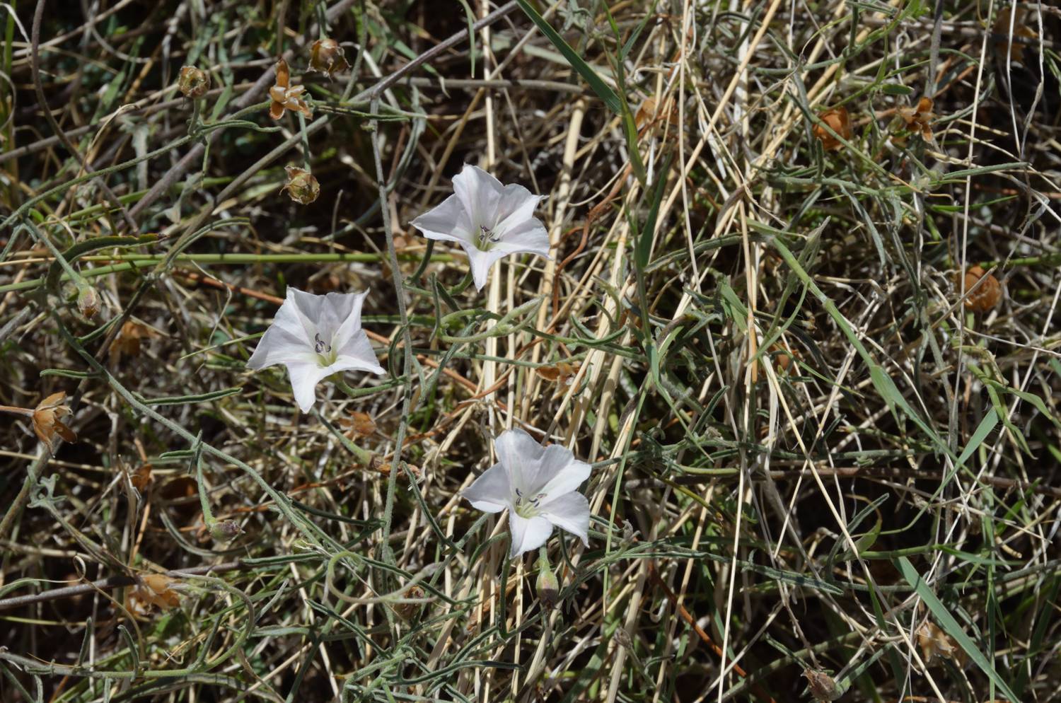 seeking wildflowers in New Mexico: Some eastern grassland locations in ...