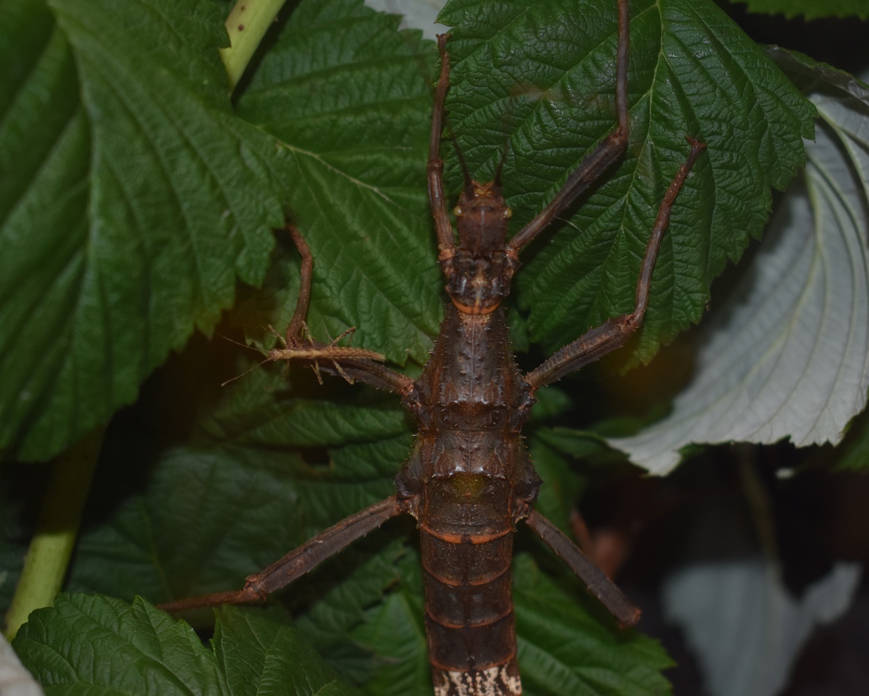 ZOOTOGRAFIANDO (6.100 ANIMALS): INSECTO PALO ESPINOSO FILIPINO / GIANT ...
