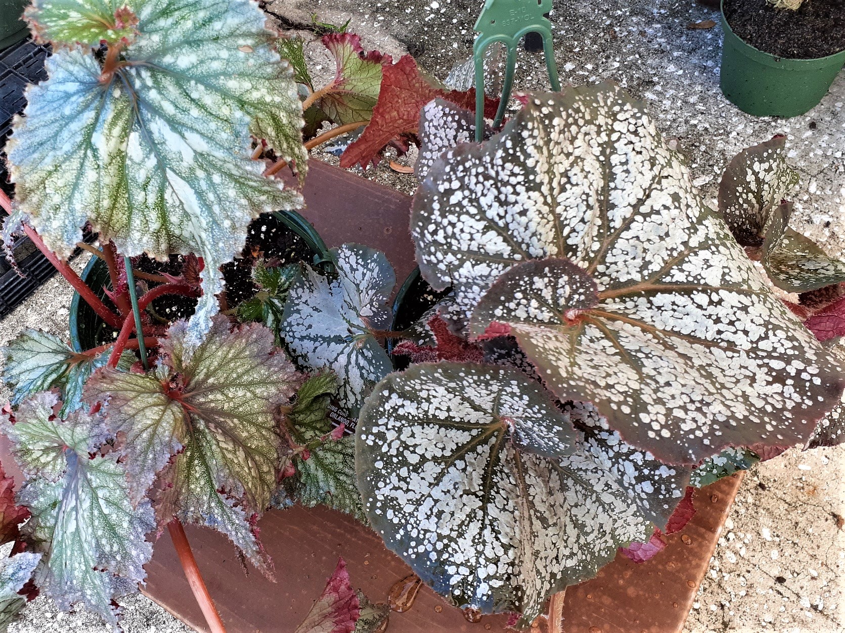 HeyPlantMan! Exotic Tropical Plants from St. Pete FL