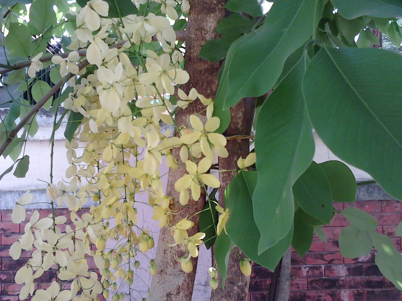 Garden Care Simplified: Gulmohar Tree at Full Bloom Feng Shui Symbolism ...