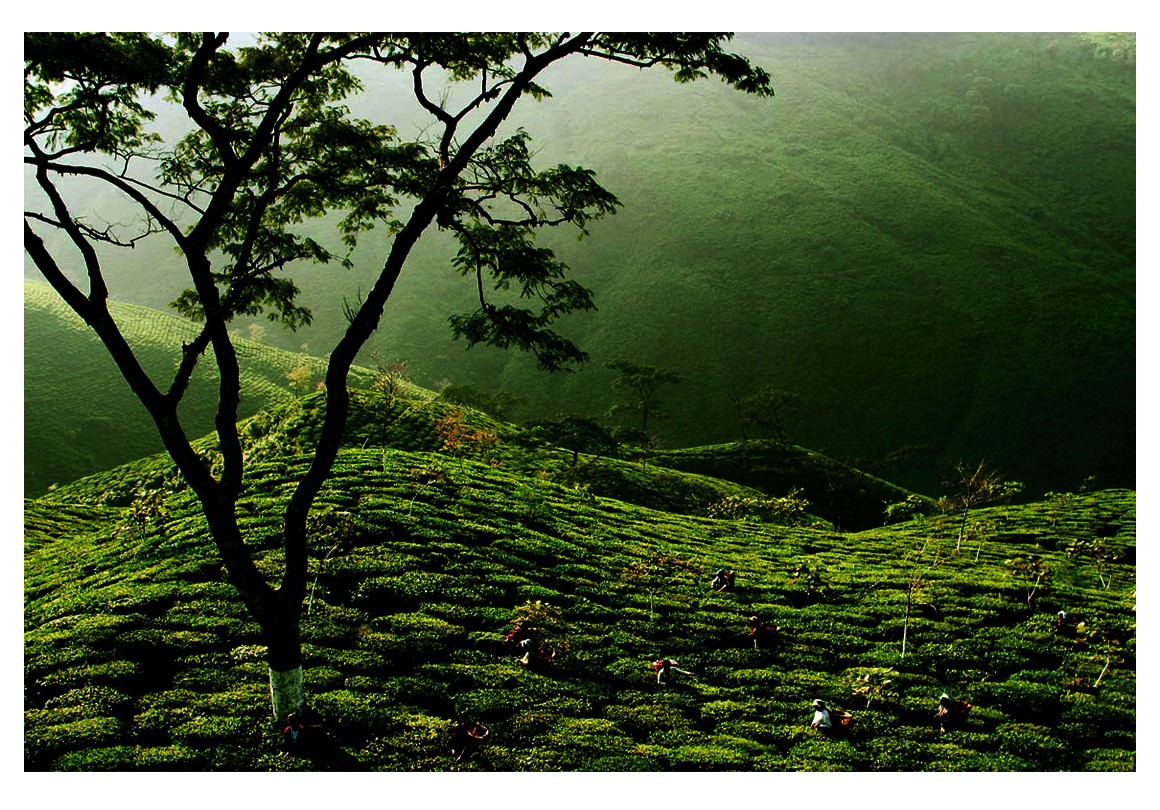 Paradise of India, North-East: "The Green Tea Gardens of Assam Valley"
