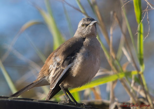 Aves Rosario de la Frontera Salta: Calandria Real, una sola garganta ...