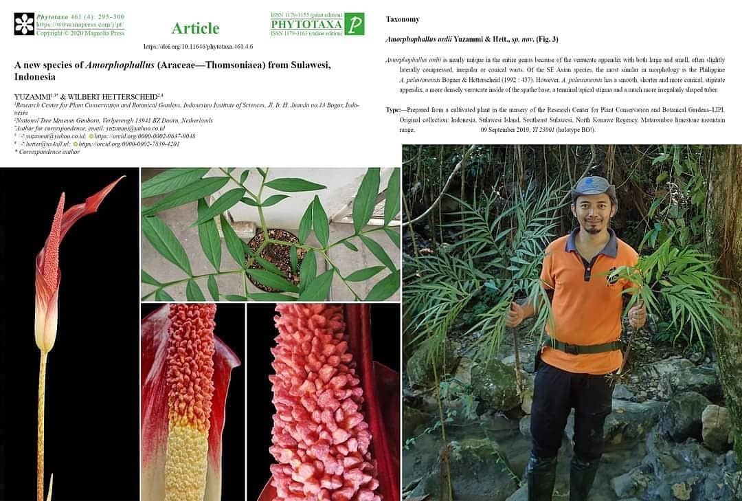 Species New to Science: [Botany • 2020] Amorphophallus ardii (Araceae ...