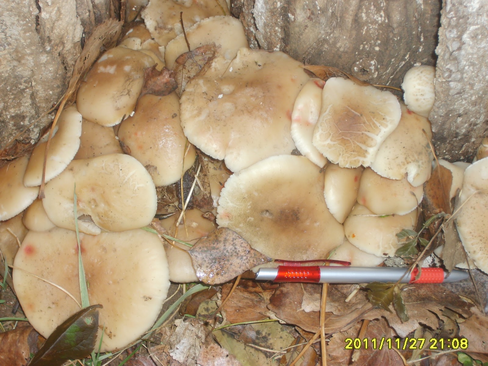 Totul despre ciuperci cu Dr. Ing. Ioana Tudor: Ghebe sau opintici