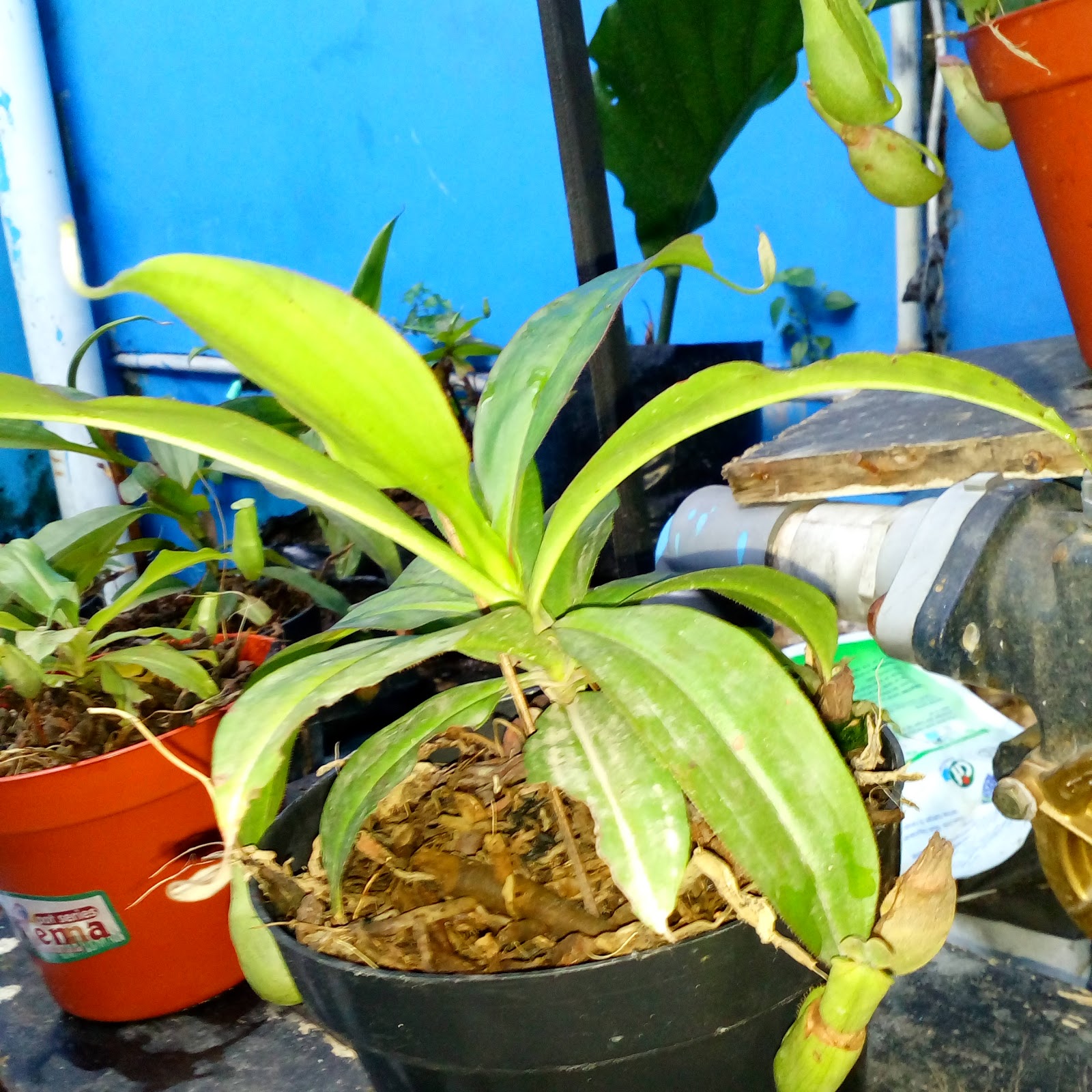 Kantong Semar ~ AKUada