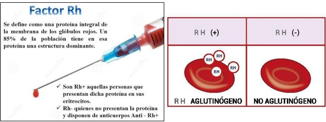 I.E SANTA ELENA - BIOLOGÍA 9°: 2. Alelismo múltiple, tipos de sangre ...