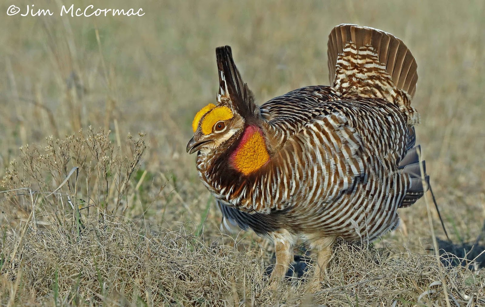 Ohio Birds and Biodiversity: Prairie-chickens, once common in Ohio ...