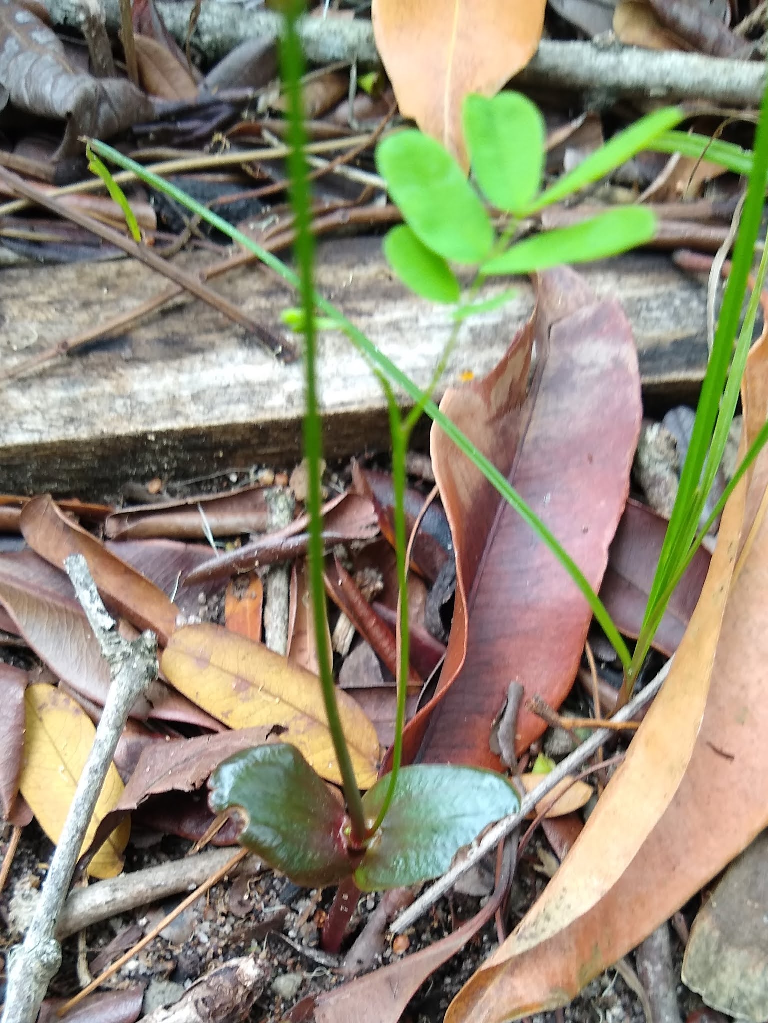 Fabaceae - Leguminosae no Brasil: Entada