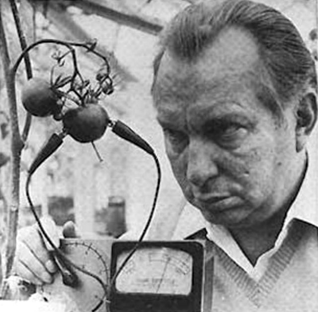 Tomatoes May Scream When Sliced | Vintage News Daily