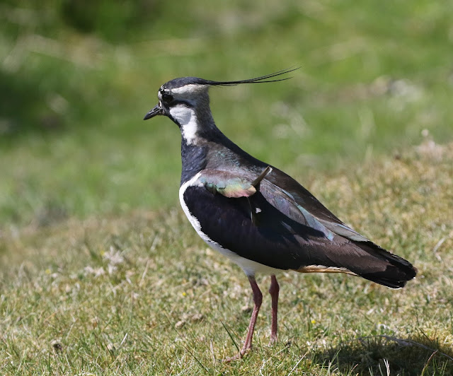 Birding with Flowers: Lockdown [Easing] Moorland Birds from a Car