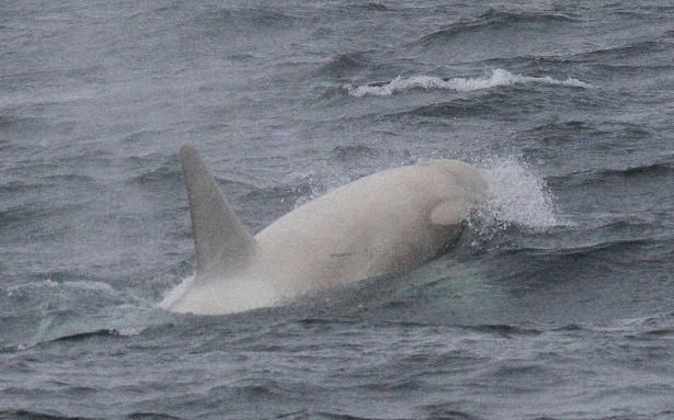 White Wolf : Another rare white orca spotted off Hokkaido