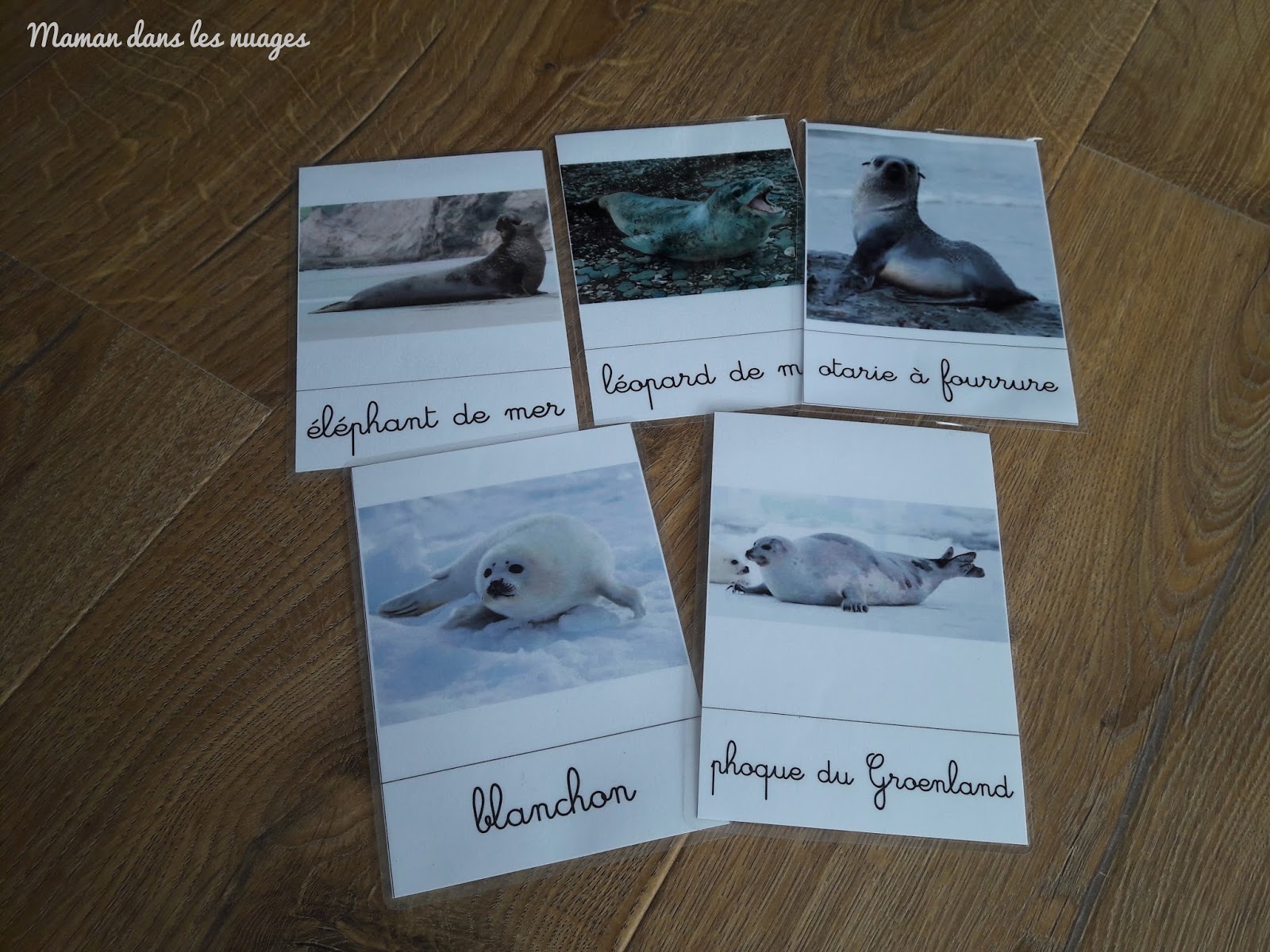 Maman dans les nuages: Cartes de nomenclature des animaux des régions ...