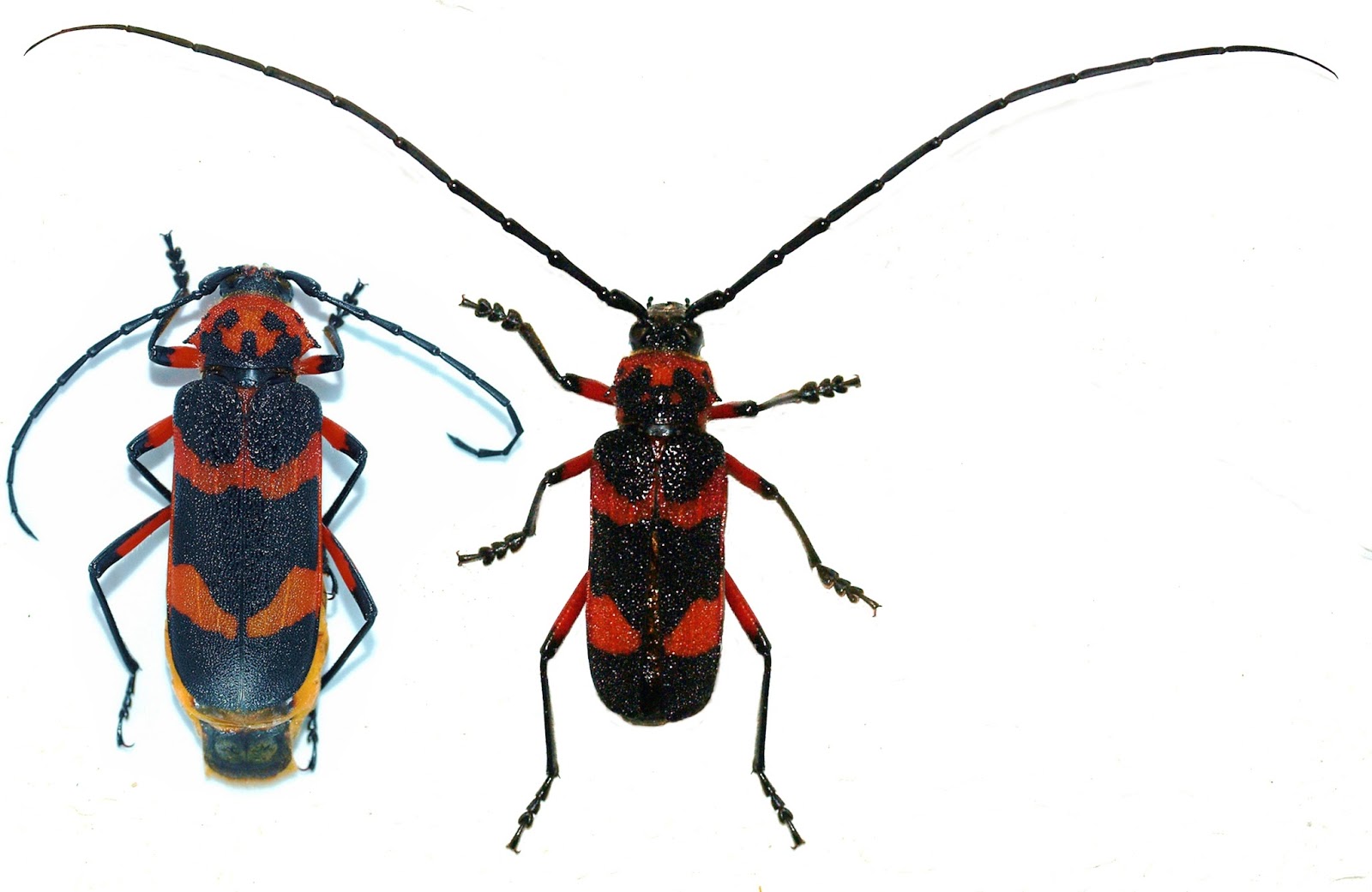 Arizona: Beetles, Bugs, Birds and more: A magnificent Longhorn Beetle