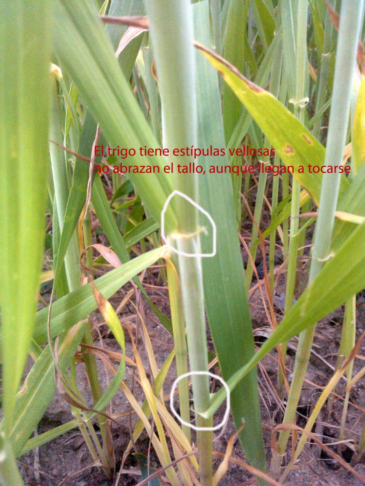Agrícola Ceres: Diferencias entre trigo y cebada
