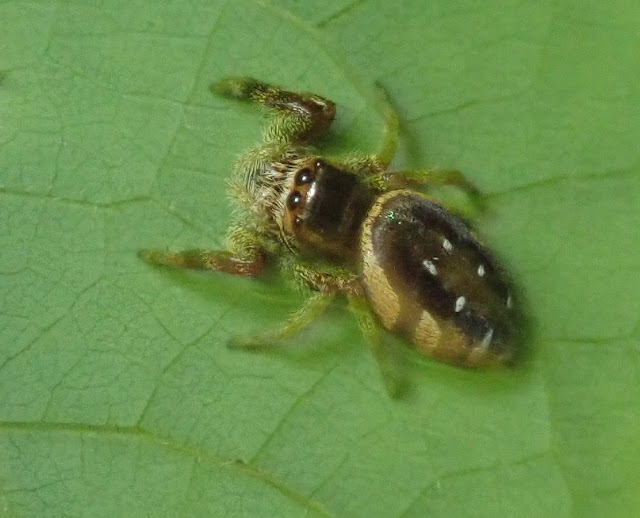Springfield Plateau: Golden Jumping Spider