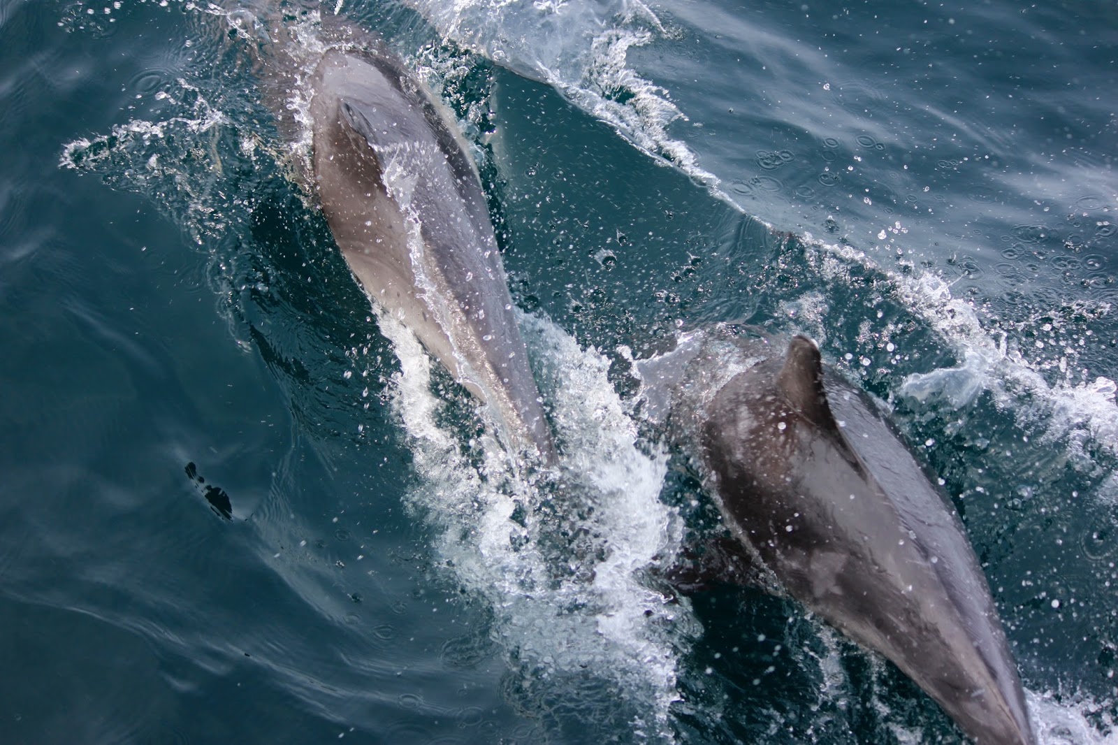 Edible Skinny: A Whale of Good Time: Monterey Bay Whale Watch A ...