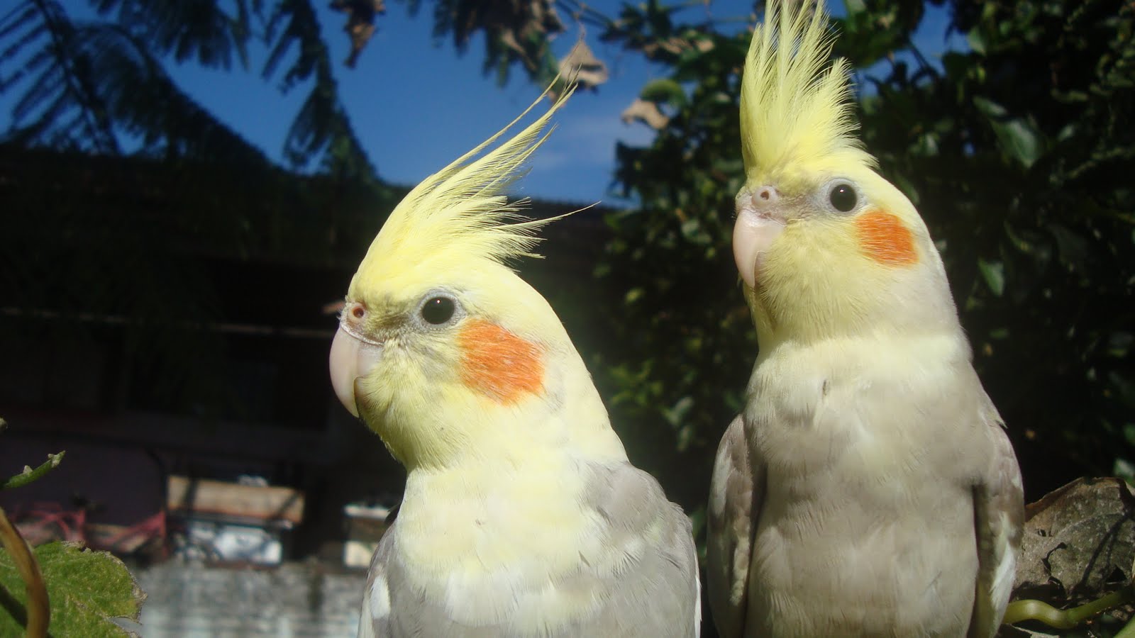 Calopsita Virtual: Você vai adiquirir uma Calopsita? Bom O Calopsita ...
