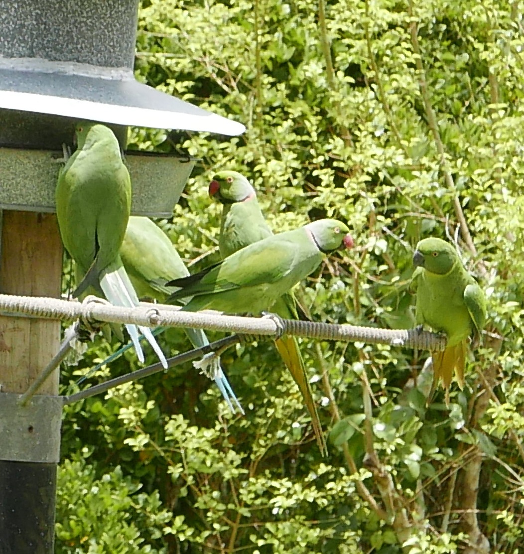 *An English Travel Writer*: Back from Mauritius.