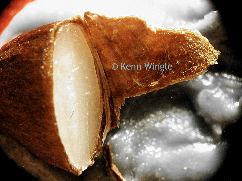 Microscope World Blog: An Apple A Day