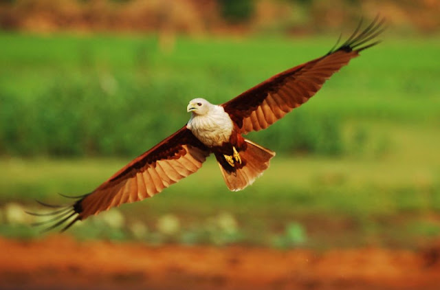 June 2013 - ARUNACHALA BIRDS