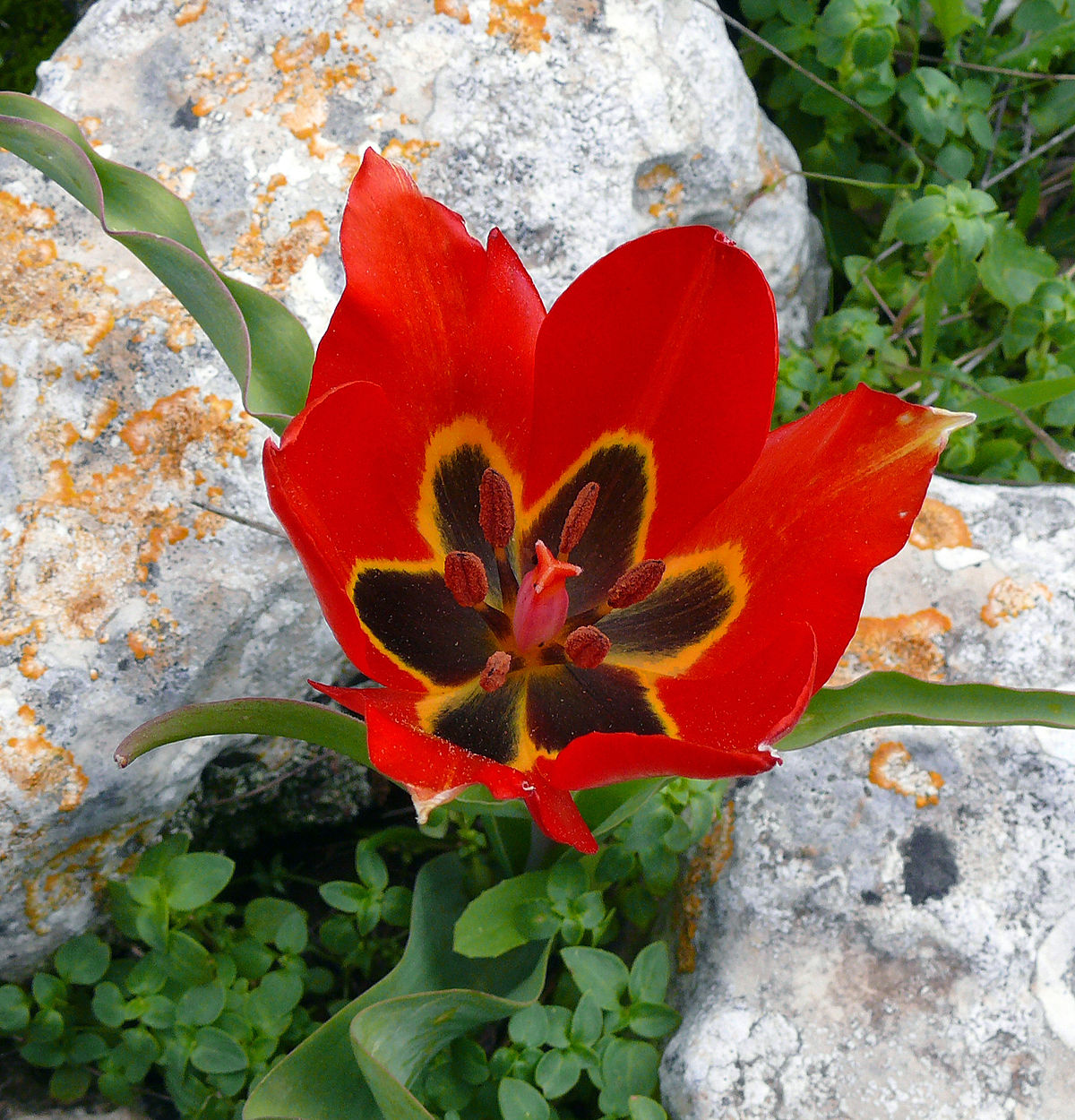 Tulipa gesneriana «tulipán» - Id Plantae