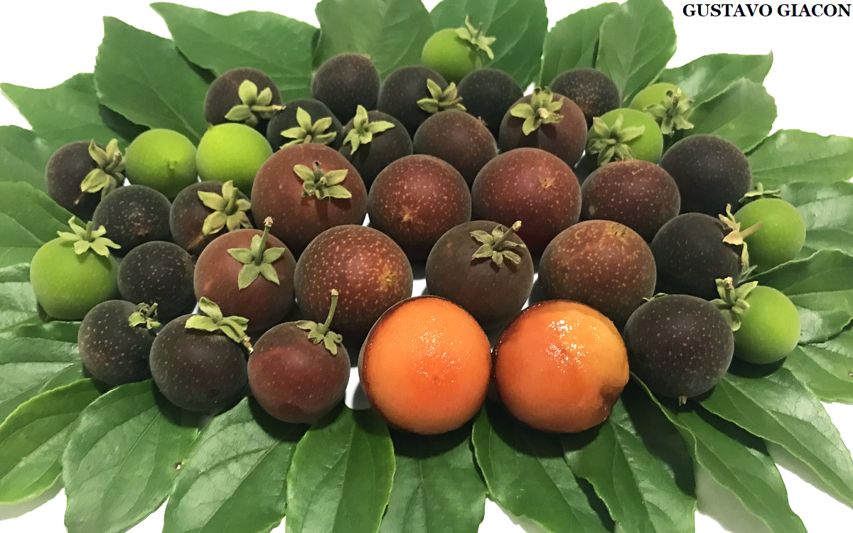 Viveiro Ciprest - Plantas Nativas e Exóticas: Dovialis Doce ou Sem ...