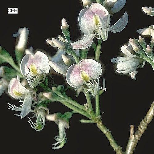 Flora de Puerto Rico Ilustrada Papo Vives: FABOIDEAE MYROSPERMUM ...