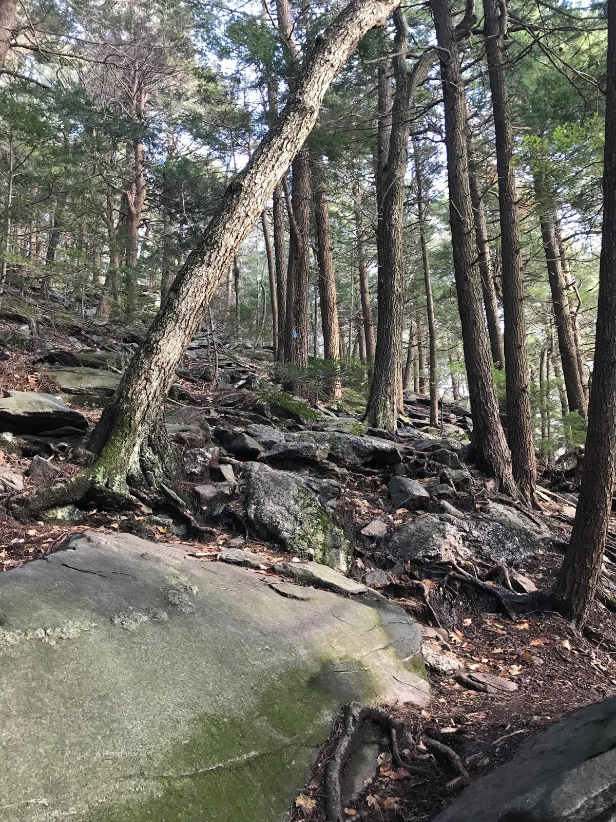 JCXC: The Beginner's Guide to Mount Wachusett: My Five Favorite Trails